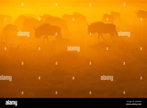 A Serene Scene Of Wildebeests Walking Through A Golden Haze During Sunrise In Botswana Creating