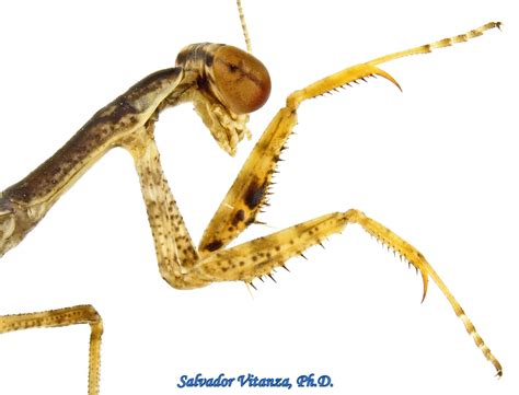 Mantodea Mantidae Stagmomantis Limbata Bordered Mantis Nymph E