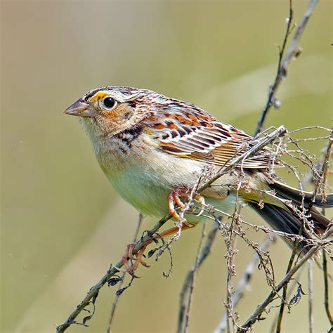 Grasshopper Sparrow Species At Risk In The Land Between