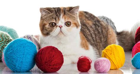 Flat Faced Cat Breeds 11 Flat Face Cat Breeds You Will Love We
