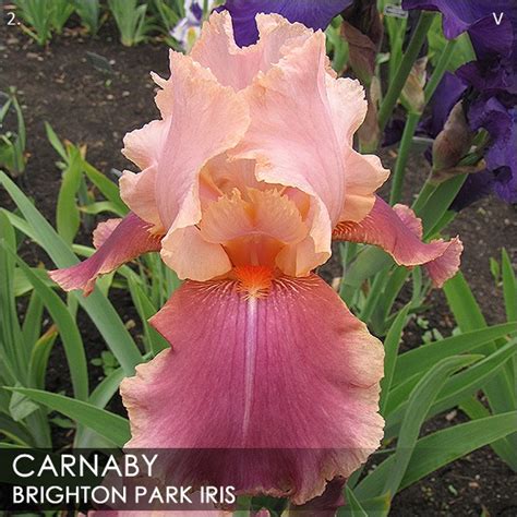 Carnaby Historic Iris Preservation Society