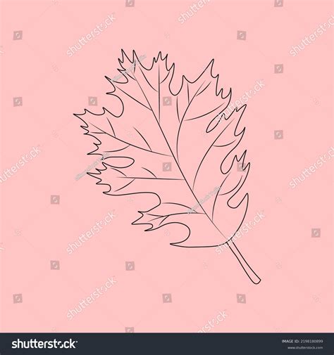 Set Hand Drawn Leaf Outlines Vector Stock Vector Royalty Free 2198180899 Shutterstock