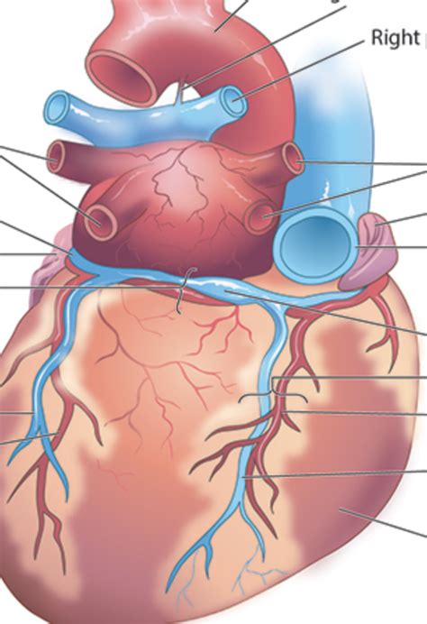 Heart Pt 2 Diagram Quizlet