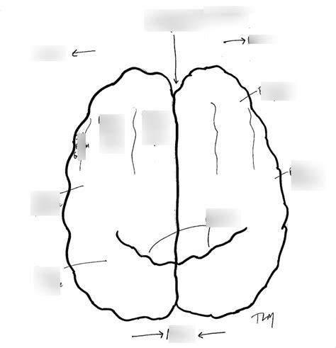 Neuroanatomy 2 Diagram Quizlet