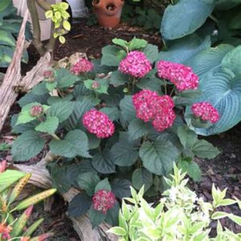 Magical® Ruby Red Hydrangea Plant Addicts