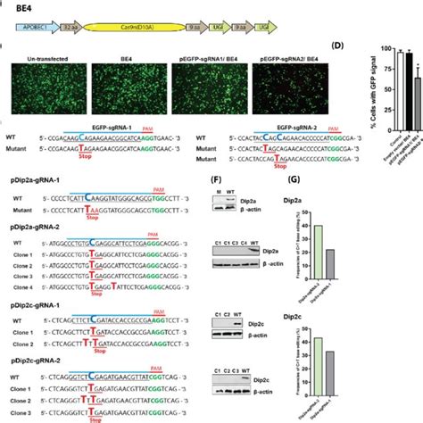 Pdf Crispr Mediated Base Editing In Mice Using Cytosine Deaminase