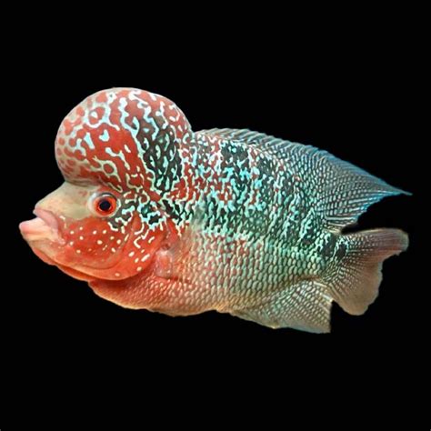 Flowerhorn Red Pearl Cichlid