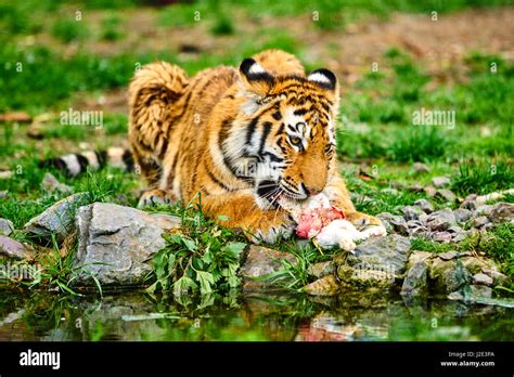 Tigre Du Bengale En Train De Manger Banque De Photographies Et Dimages