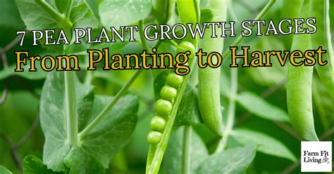 7 Pea Plant Growth Stages From Planting To Harvesting Farm Fit Living