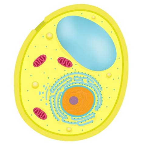 Cytoplasma Clipart