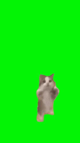 Cat Meme Happy Happy Cat  Cat Meme Happy Happy Cat Green Screen