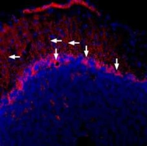 Connexin 43 Antibodythermo优宁维univ商城