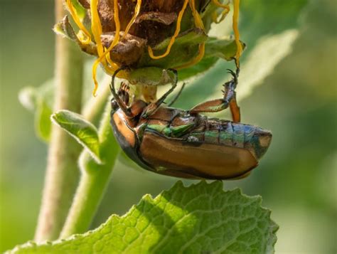 Cotinis Nitida Facts Diet Habitat And Pictures On Animaliabio