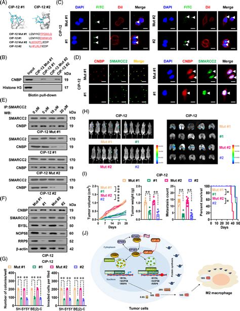 Targeting Phase Separation And Interaction Of Cellular Nucleic