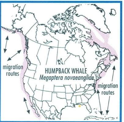 Map Of Humpback Whale Locations In North America