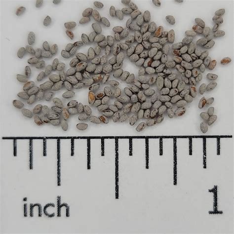 Teff Grass Chesak Seed House