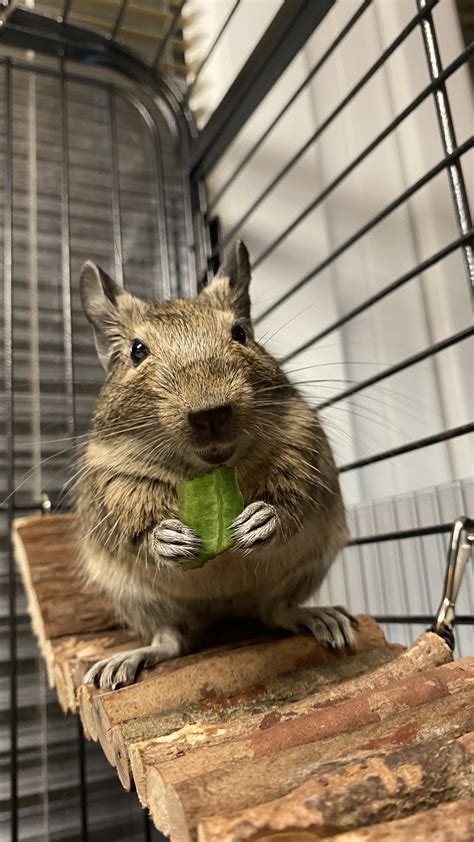 Degus Are So Cute R Eyebleach