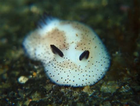 Sea Bunny The Worlds Cutest Slug Design Swan