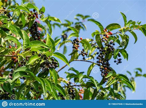 Close Up Red And Black Berries Of Evergreen Prunus Lusitanica Portugal