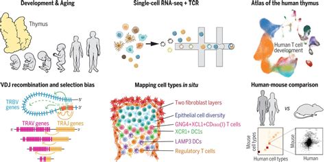 Thymic Education Process At Leonard Kaminski Blog