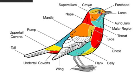 Ornithology Lab Practial Flashcards Quizlet