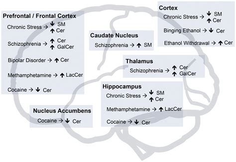 Sphingolipids As Prognostic Biomarkers Of Neurodegeneration Neuroinflammation And Psychiatric