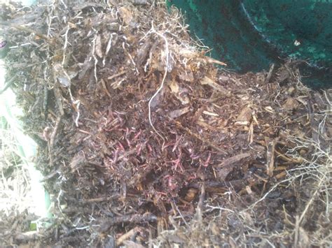 Composting Chicken Carcass Rosemary Cottage