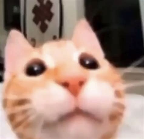 Funny Cat Pfp That Will Make You Laugh Hard Amj