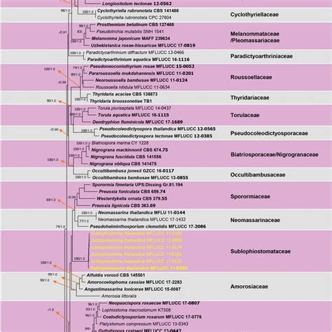 resulting phylogram of maximum likelihood analysis based on a combined
