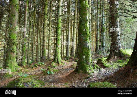 A Magical Pine Tree Forest During The Day With Moss And Grass Stock