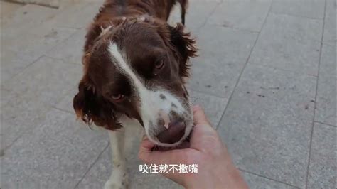 小伙伴推荐的球儿，开心玩耍史宾格 玩球儿 Youtube