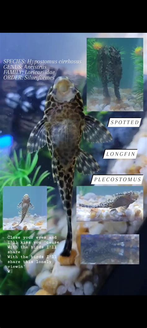 Spotted Longfin Pleco Rpleco