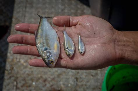 Gizzard Shad Fish Hudson Valley