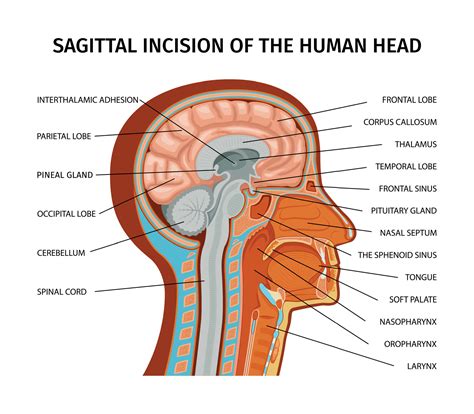 Humano Cabeza Anatomía Composición 28573346 Vector En Vecteezy