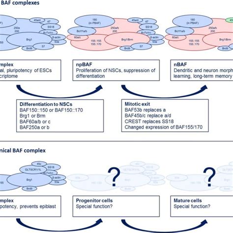 Baf Complex Subunit Switches During Mammalian Development Baf Complex Download Scientific