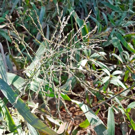 Sedges And Grasses Are A Wetlands Foundation — Green Star Wetland Plant Farm