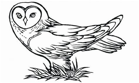 Dibujos De BÚhos Para Colorear Y Pintar