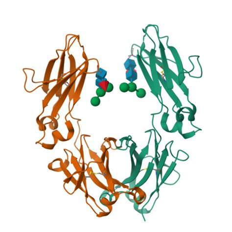 Rcsb Pdb 1h3u Crystal Structure Of The Human Igg1 Fc Fragment
