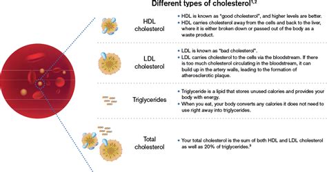 About High Cholesterol My Health My Life