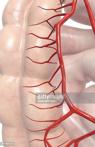 Superior Mesenteric Artery Photos And Premium High Res Pictures Getty Images