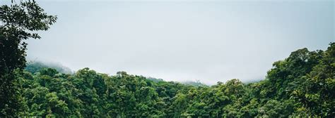 Understanding The Amazon Rainforest With Multi Label Classification Vgg 19 Inceptionv3