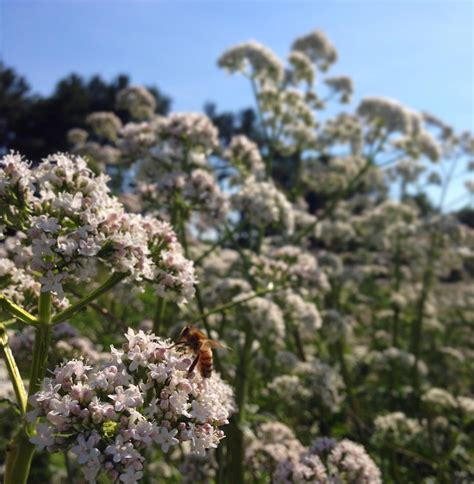 Valerian Fruition Seeds