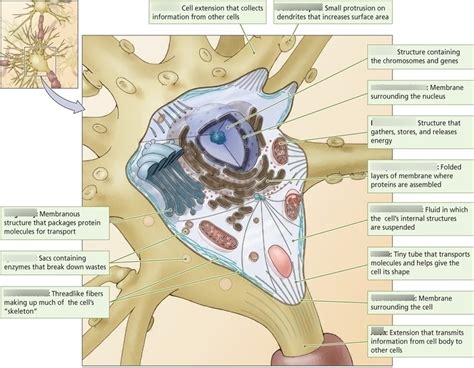 Cellular Anatomy Diagram 2 Diagram Quizlet