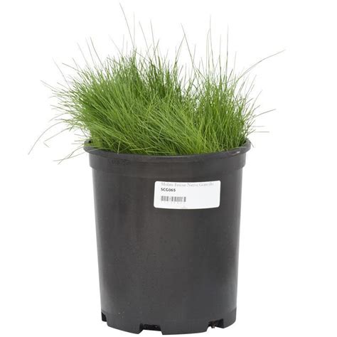 Molate Fescue Native Grass Seed Grow Organic