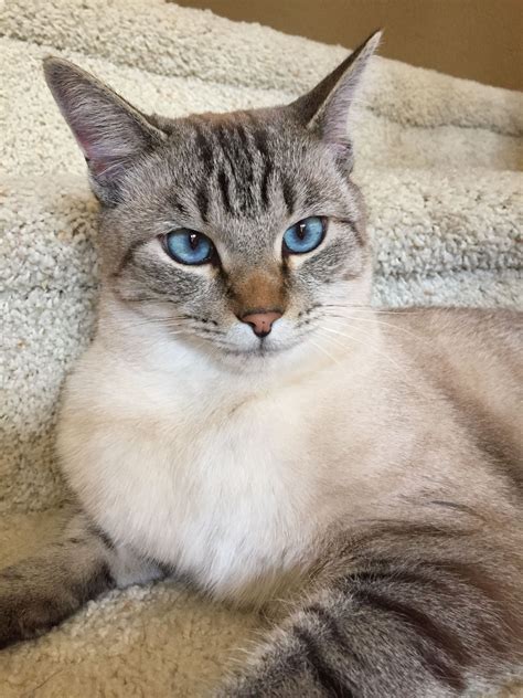Max The Lynx Point Siamese Cat
