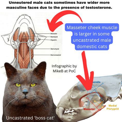 Mylohyoid Cat