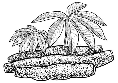 Outline Cassava Stock Illustrations 74 Outline Cassava Stock