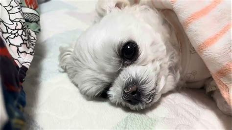 이불밖은 위험한 말티즈 Youtube