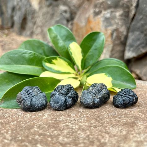 Tiny Fossil Trilobite Fos