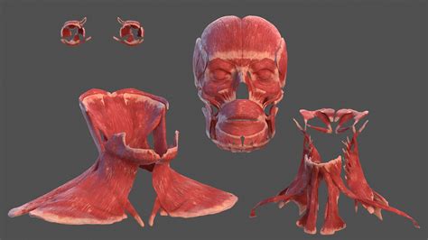 Human Head Anatomy Collection 3d Turbosquid 1923678